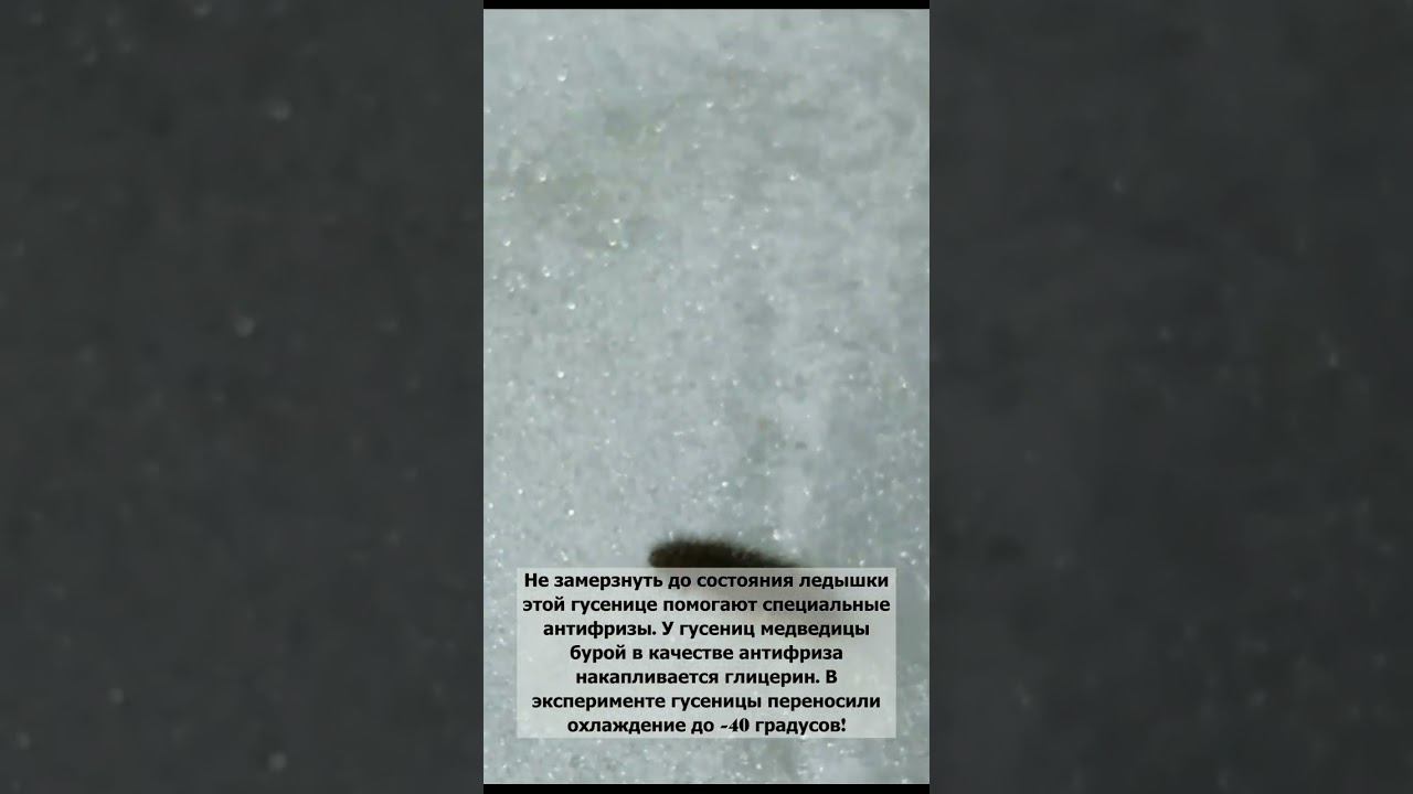 Гусеница бабочки Медведица Бурая на снегу