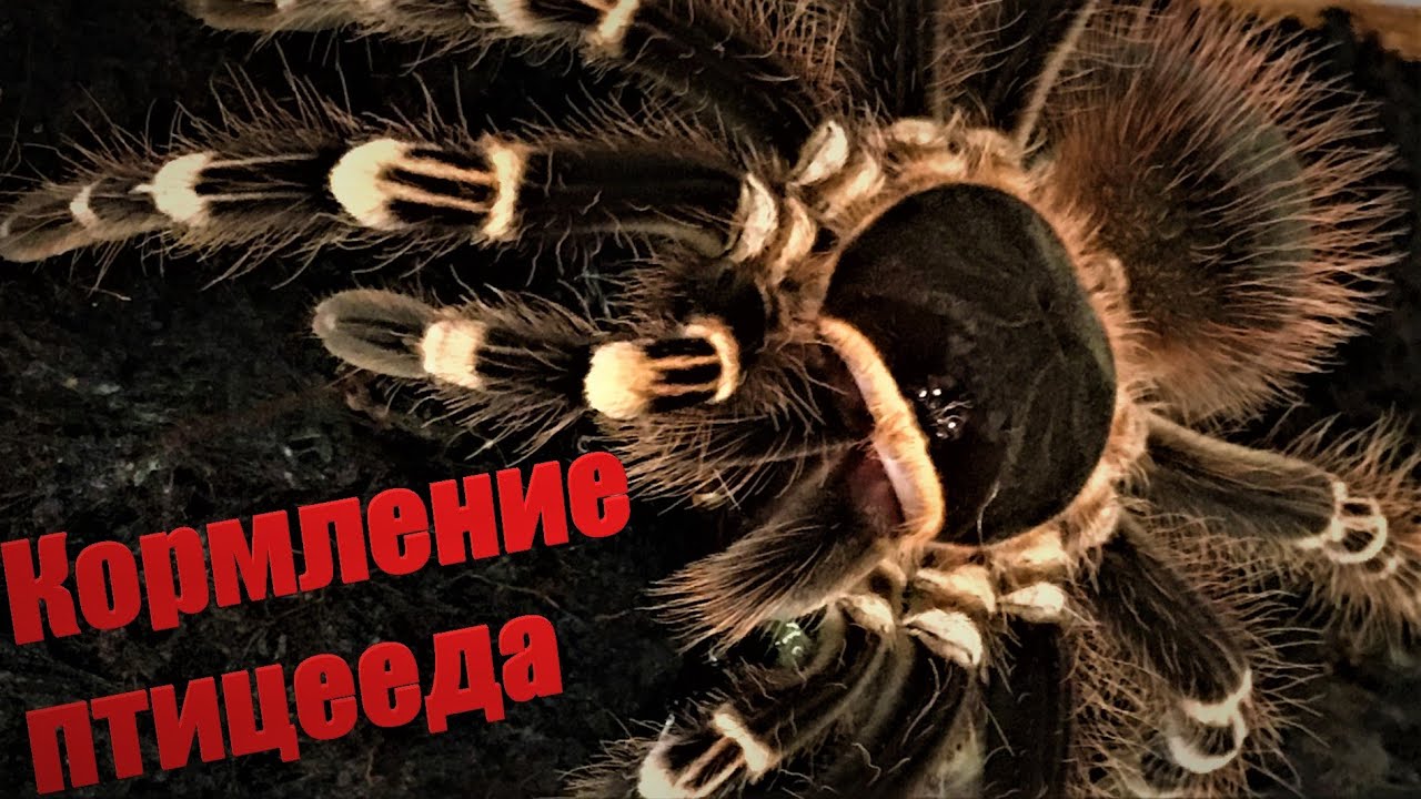 Кормление птицееда.mp4