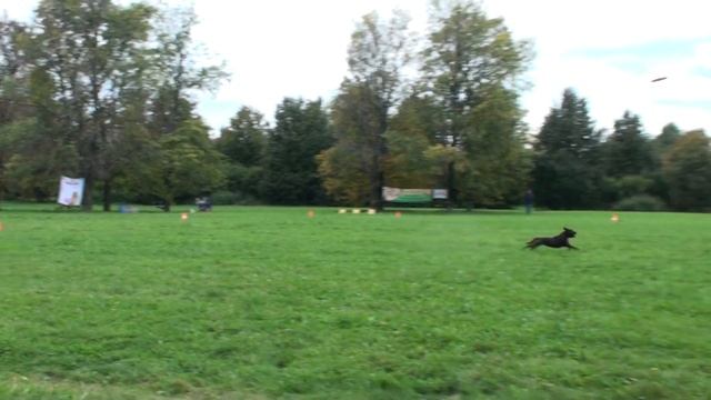 Чемпионат России. Фризби-Фристайл. Елена и стаффбуль Умка..mp4