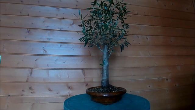 Бонсай оливы содержание уход ошибки фото и видео зима 2023 год часть 2