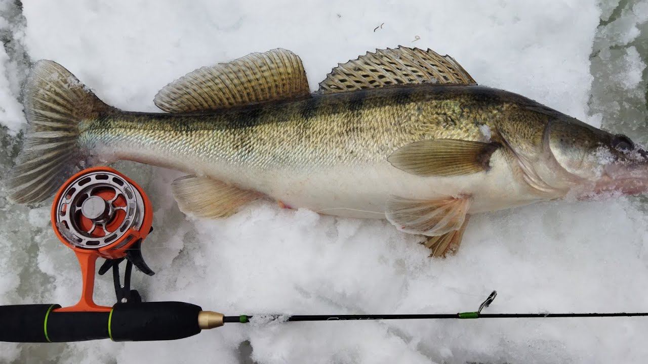 МЫ В ШОКЕ ОТ КЛЁВА!!! Эти зубастые отрывают балансиры. Рыбалка на Оке.