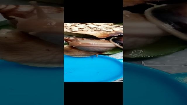 Генеральная уборка и кормление улиток  Ахатин