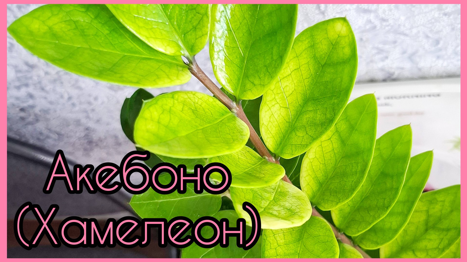 #ЗАМИОКУЛЬКАС Акебоно (Хамелеон)🌿От чего зависит окрас🌿 #размножение 🌿 #долларовоедерево #цветы