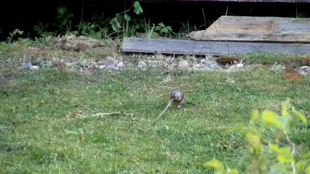 Дрозд рябинник тянет червяка из земли