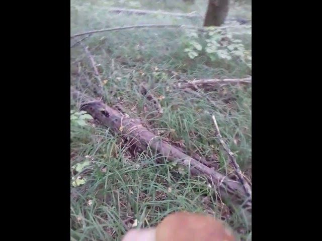 Волшебная Походка ИМ 65