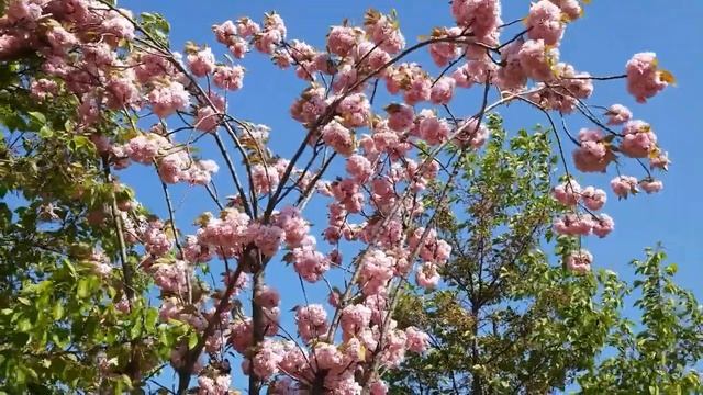 Венера в женском гороскопе