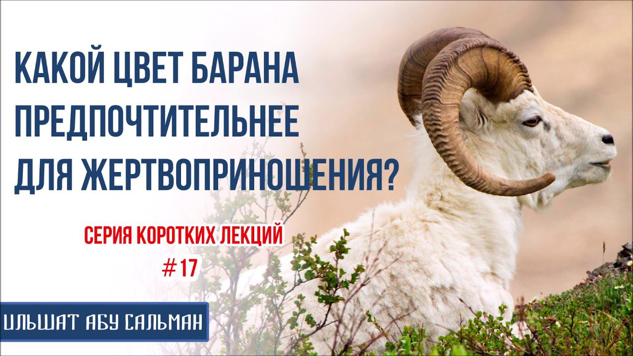 Ильшат Абу Сальман. Какой цвет барана предпочтительнее для жертвоприношения? Лекции Курбан-Байрам
