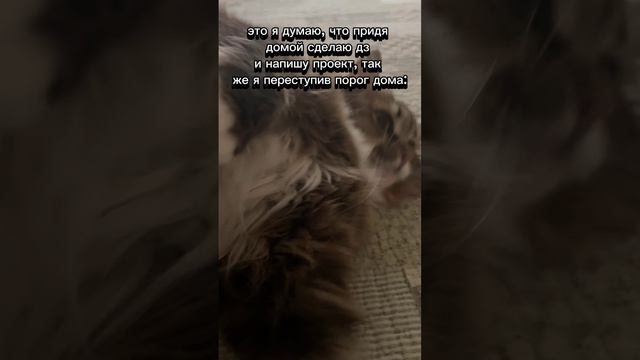 POV: когда приехал домой после вуза 😎 #shorts