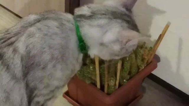 Кот Жора и Кактус