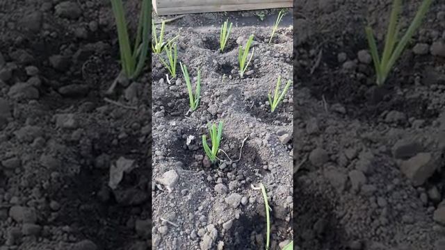 Высаживаю томатики на улицу. Начинают созревать огурчики.21.05.21.mp4