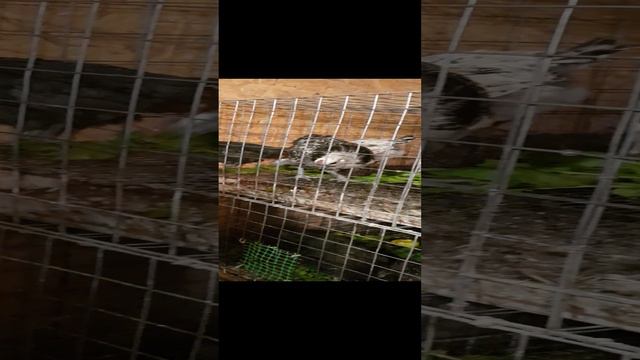 Вылуп от 12.06.2024