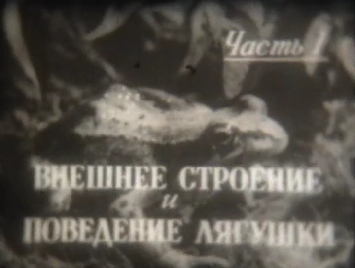 Особенности строения и жизненные отправления лягушки