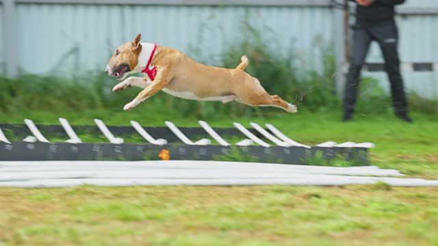 Миниатюрный бультерьер Маки на соревнованиях по пит-стафф многоборью DogsEnergym