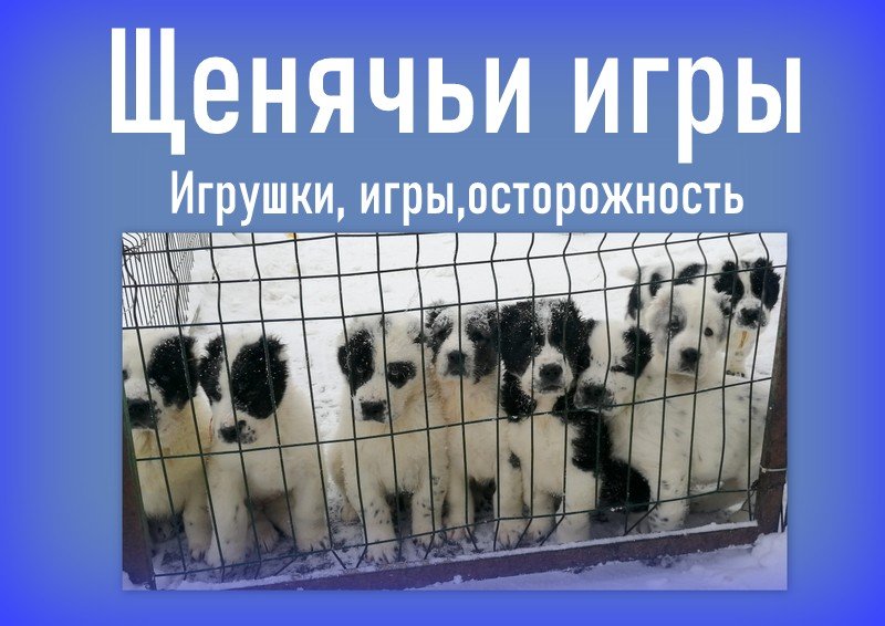 Щенячьи игры
