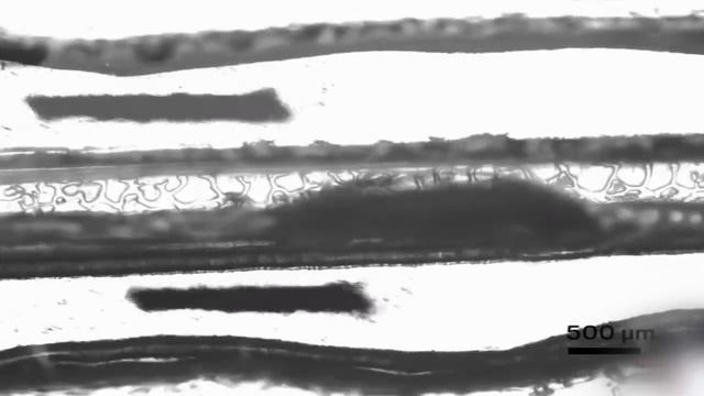 Рой нанороботов в теле. Механизм холодной зубной боли. Сравнение мозга приматов.