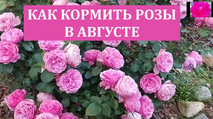 КОРМИМ РОЗЫ В АВГУСТЕ
