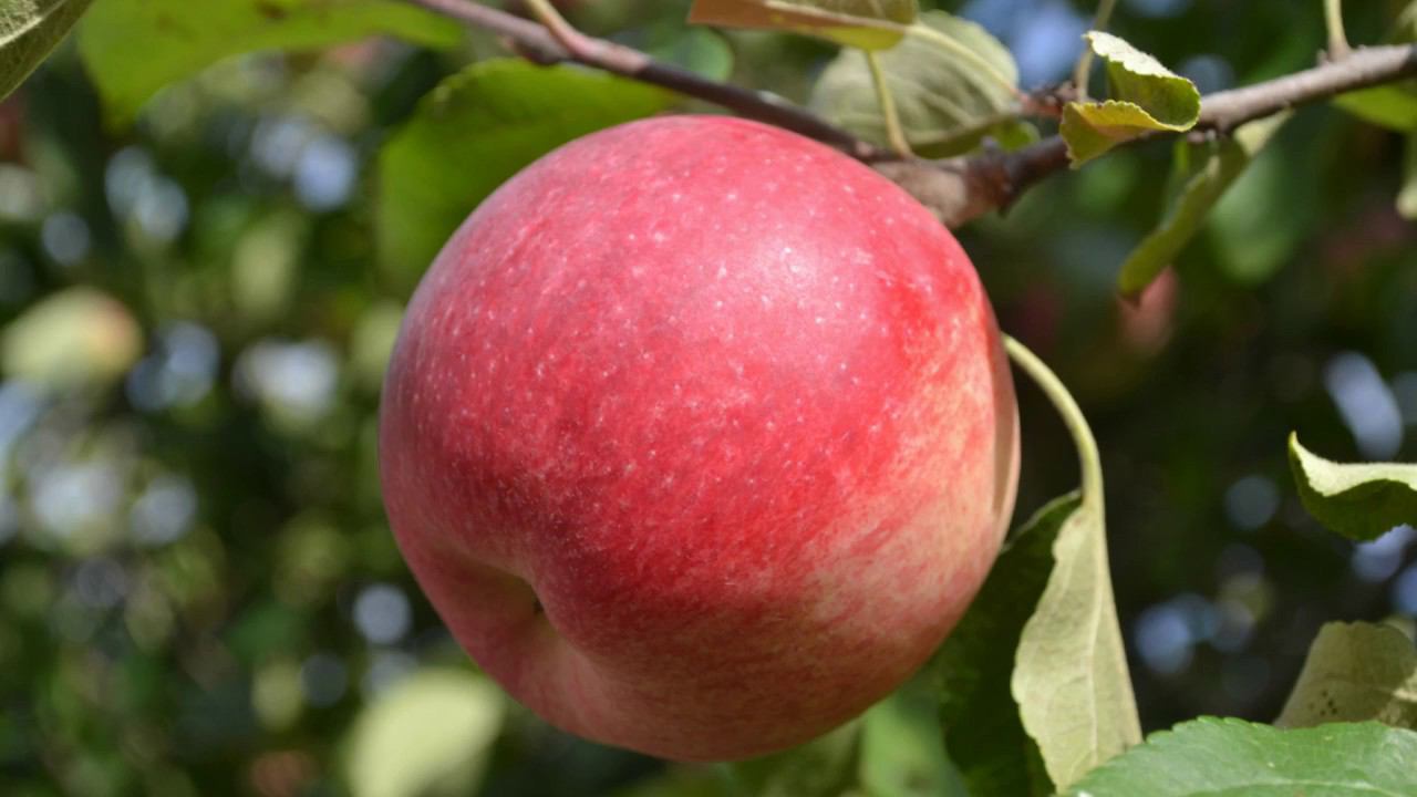 Осень 2018 (фото)