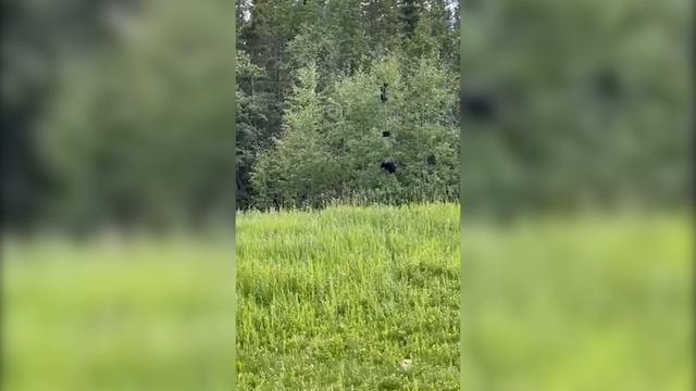 ENTERTAINMENT BEARS IN YAKUTIA