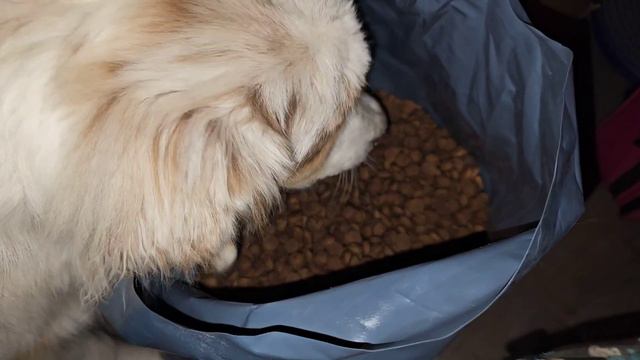 Почему следует смачивать сухой корм водой