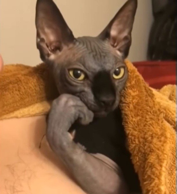 ? СМЕШНЫЕ КОТЫ. ??ПРИКОЛЫ И ЖИВОТНЫЕ ? №7.avi