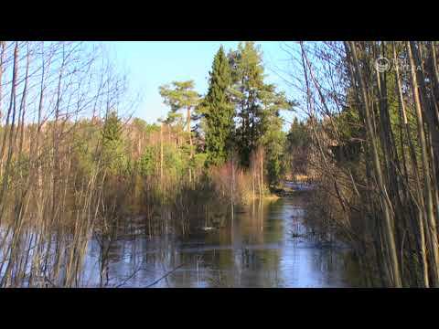 Весенний лес | С любовью к русской природе