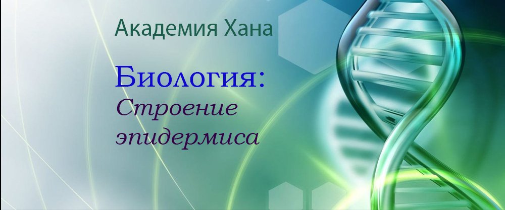 Что такое кожа_ Строение эпидермиса (видео 2) _ Анатомия человека _ Биология