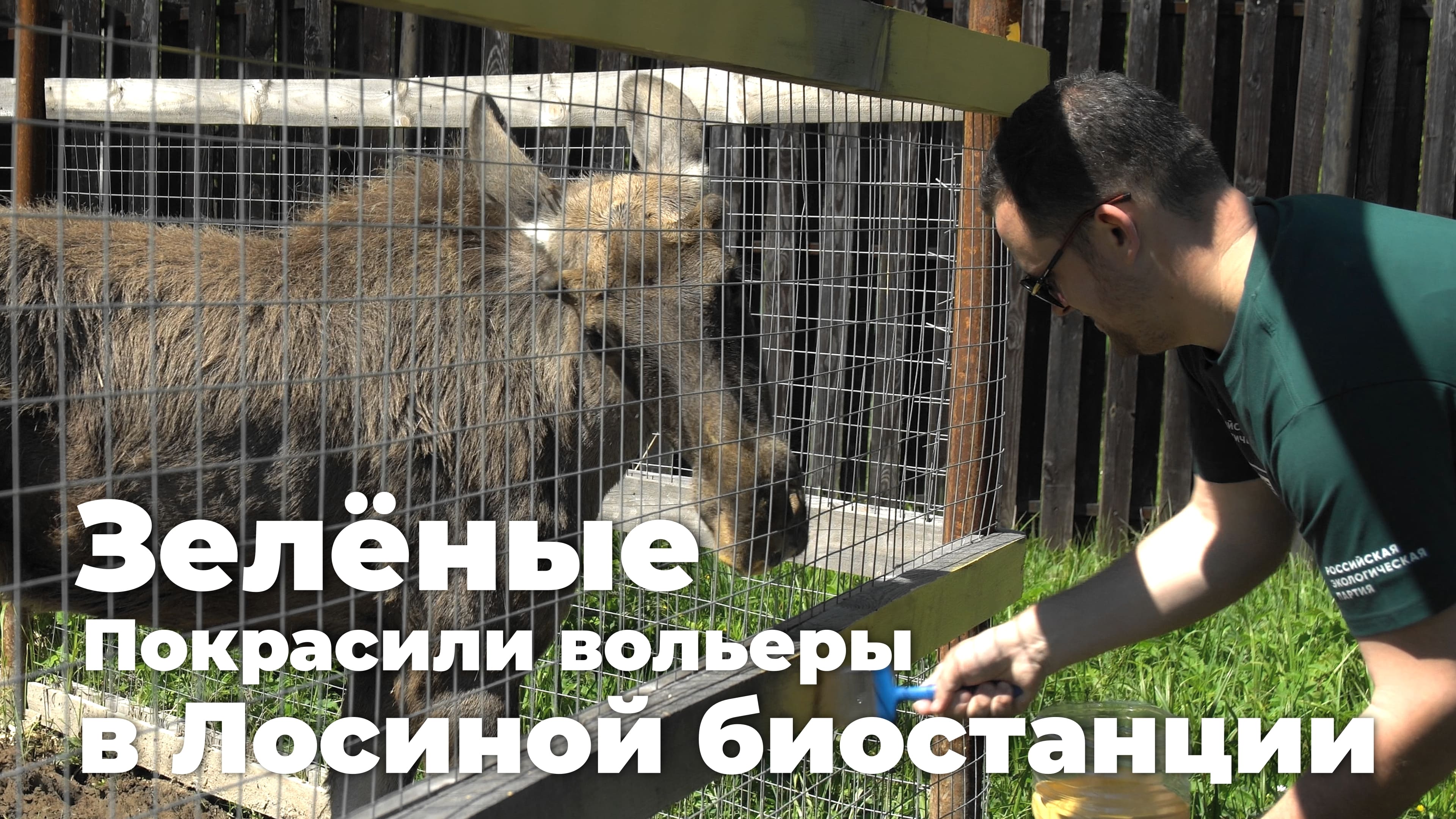 Зеленые покрасили вольеры для лосят в Лосиной биостанции
