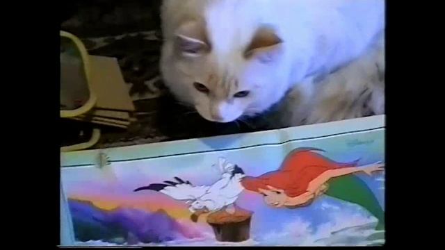 Полиночка, 1999