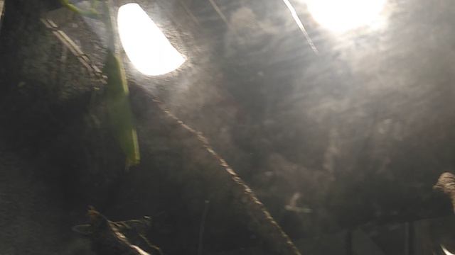 богомолы теперь не хотят есть