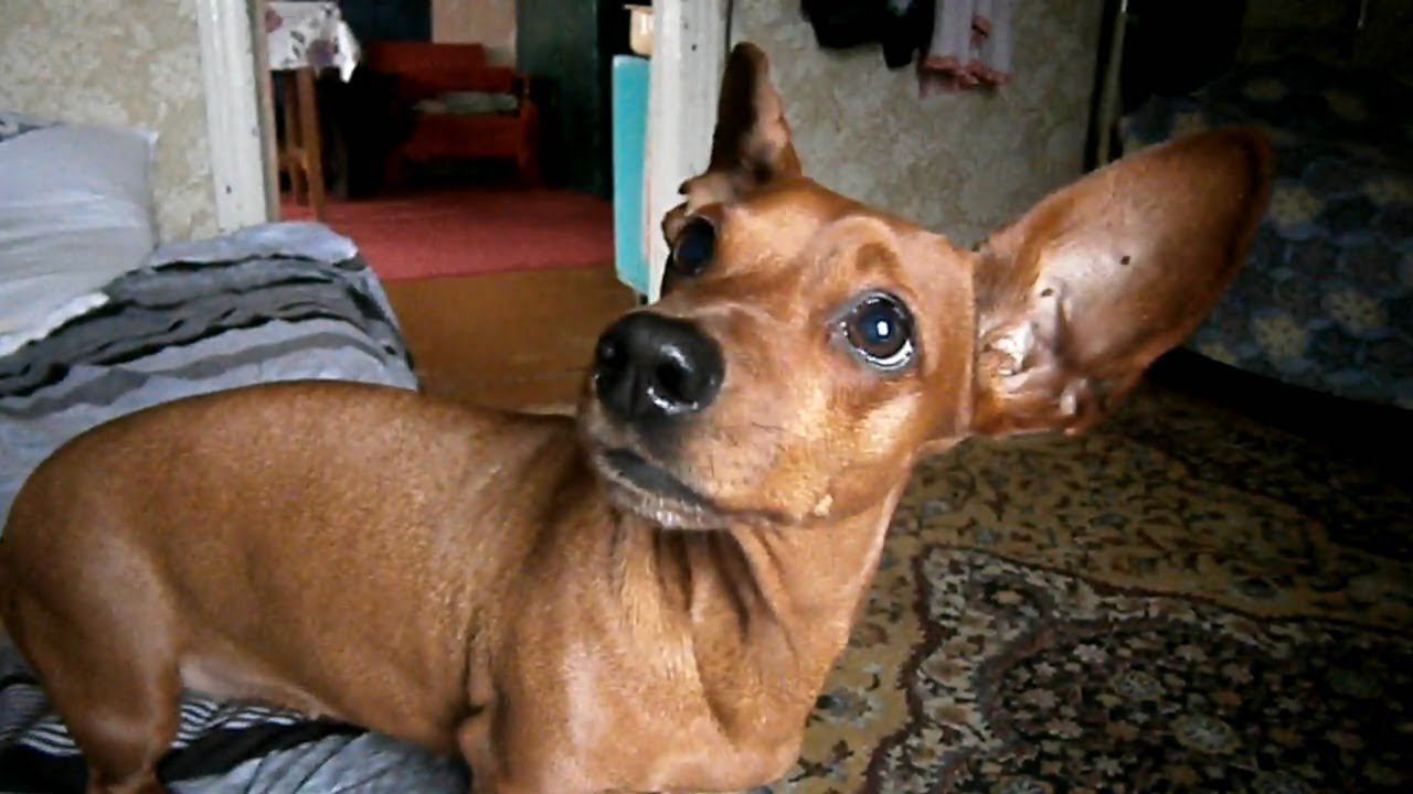 Когда хочешь гулять