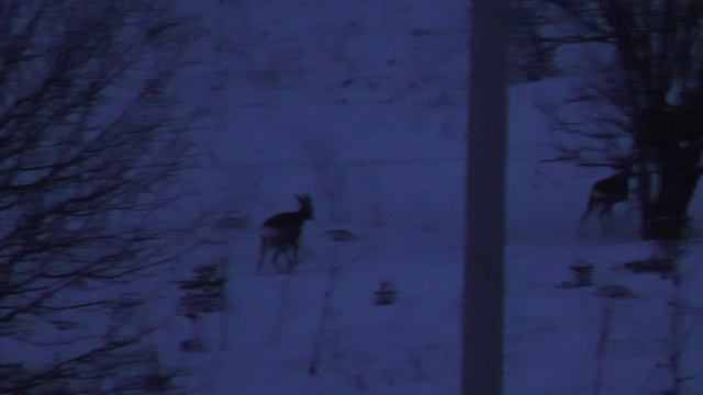 Три косули на поле.