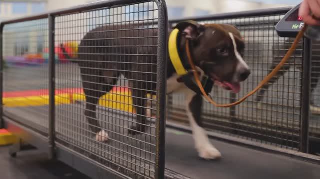 Тренировки для собак всех пород и размеров с BULL GAMES в ЦКР Нева