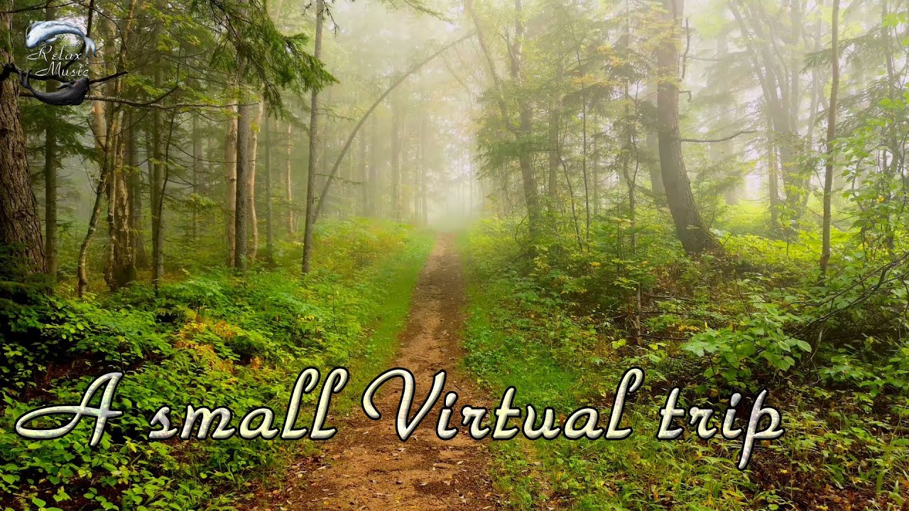 Виртуальная прогулка по утреннему лесу  / Видео для Отдыха / Музыка для Медитации