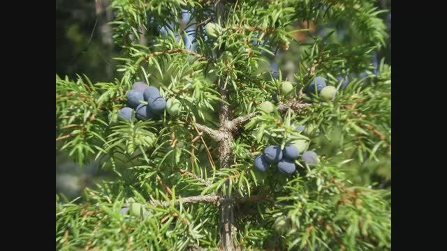 1. Ладожский можжевельник.mpg