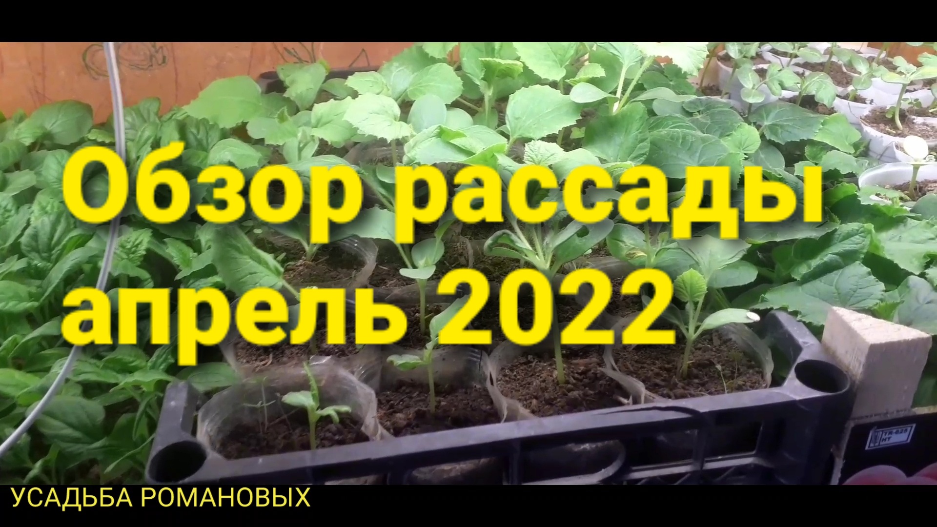 Обзор рассады на продажу,апрель 2022