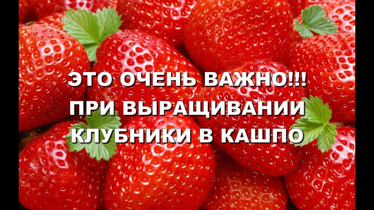 ЭТО ОЧЕНЬ ВАЖНО ПРИ ВЫРАЩИВАНИИ КЛУБНИКИ В КАШПО
