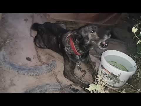 Аза - чем болеет, Надежда есть маленькая. Пироплазмоз собак