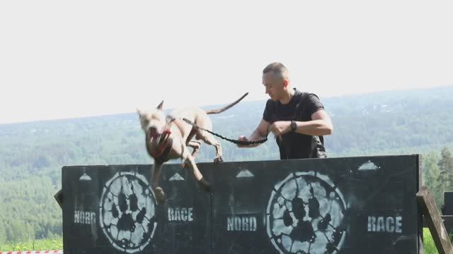 Экстремальный забег с собаками NordDOG Race 7 сентября 2024. Прохождение этапа "Под-над＂