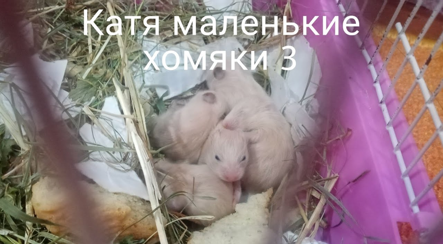 Катя маленькие хомяки 3