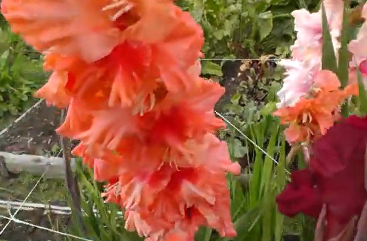 Рассказываю, как и когда я выкапываю гладиолусы и как подготавливаю луковицы цветов к хранению зимой