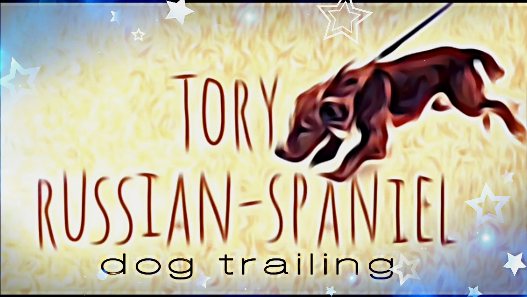 Обучение работе по следу.
Тори - русский спаниель