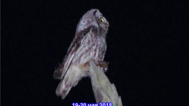 Мохноногий сыч 1 Он всё таки прилетел