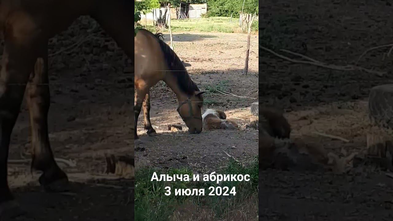 Алыча и абрикос из косточек. 3 июля 2024 г.