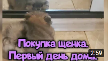 Покупка щенка. Первый день дома.