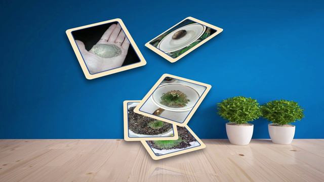 Чудо Розы Иерихона - занятие в клубе видеомонтажеров. Тема: зеркальное отражение и 3D анимания