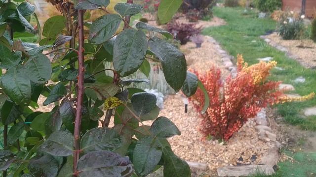 Мои прекрасные розы