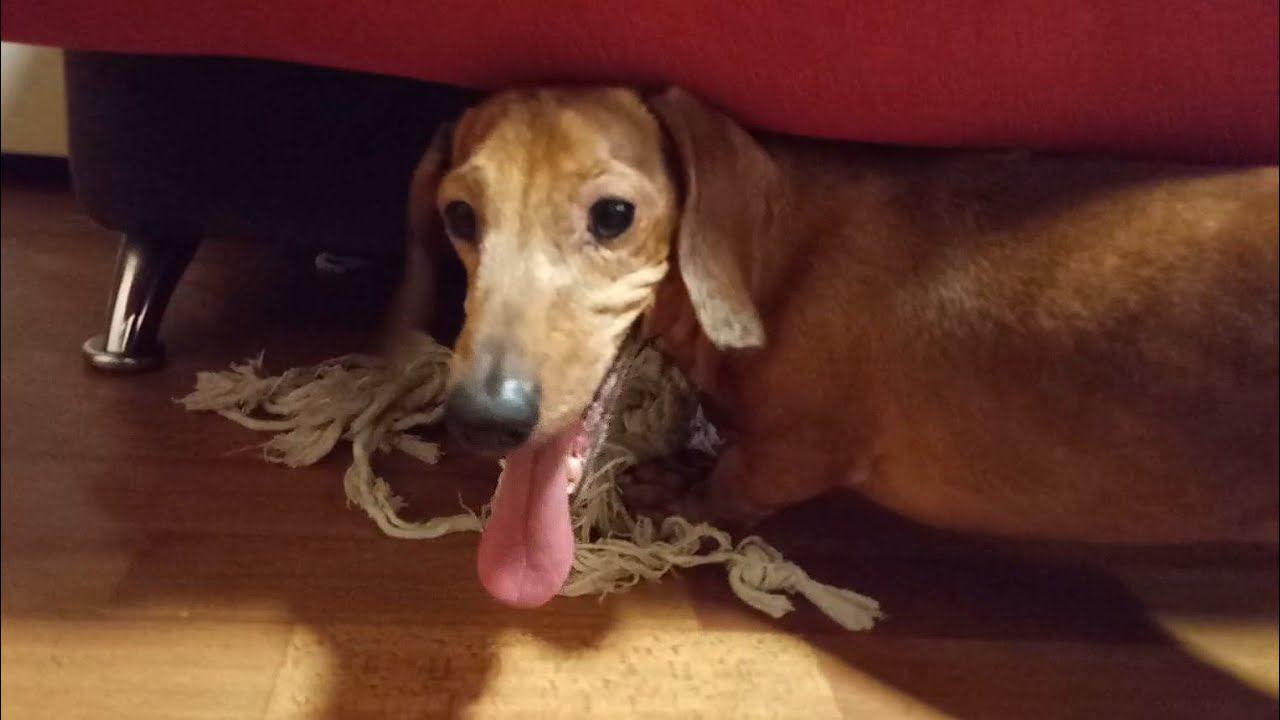 Кто сидел на моём месте и играл в мои игрухи!? Таксик Радар восстанавливает свои порядки ))