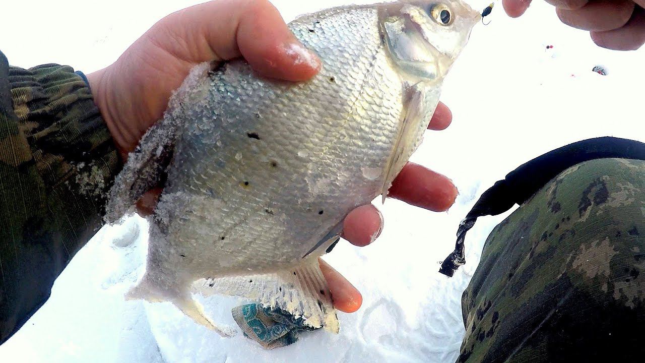 ПОПАЛ В РЫБУ! БЕШЕННЫЙ КЛЕВ на ДИСКО-ШАРИК! Рыбалка на Оби