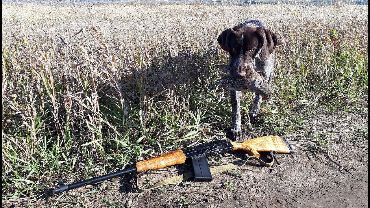 Охота на куропаток с курцхааром. Сайга 12. Одинокая птица.