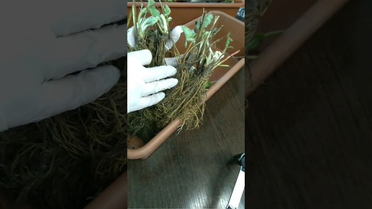 Урок 30. Когда можно высаживать рассаду фриго сразу в грядку.